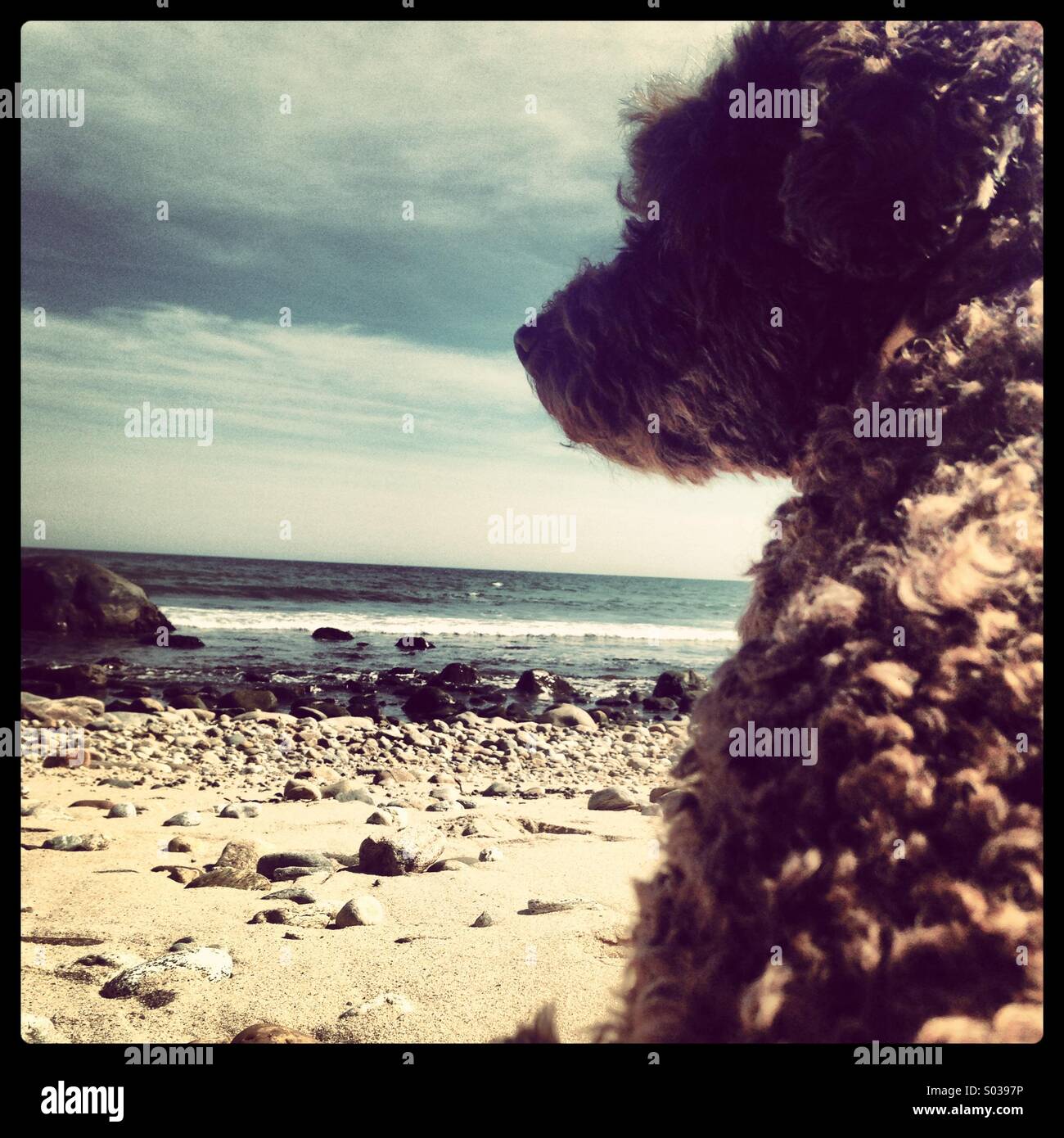 Beach Poodle Stock Photos & Beach Poodle Stock Images - Alamy