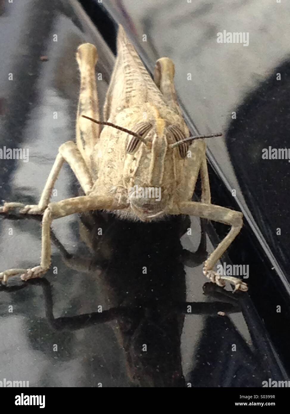 Locust face hi-res stock photography and images - Alamy