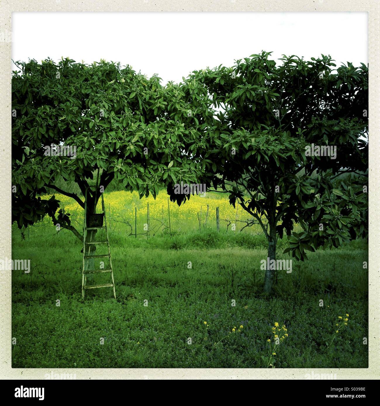 Two trees with a ladder leaning against one of them Stock Photo - Alamy