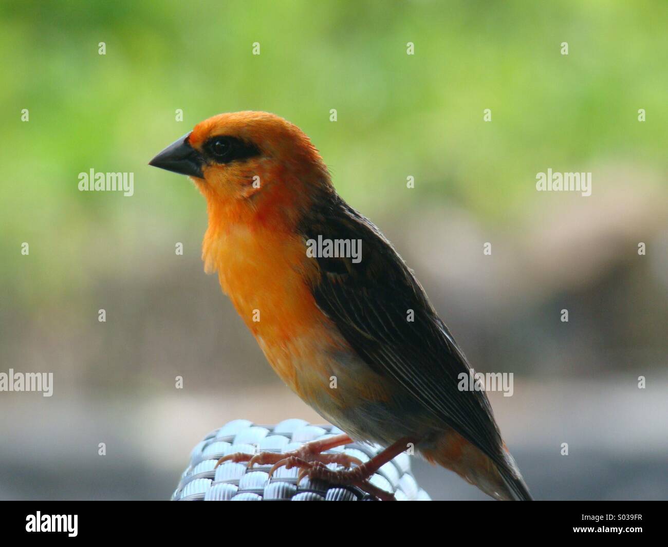Mauritius bird hi-res stock photography and images - Alamy