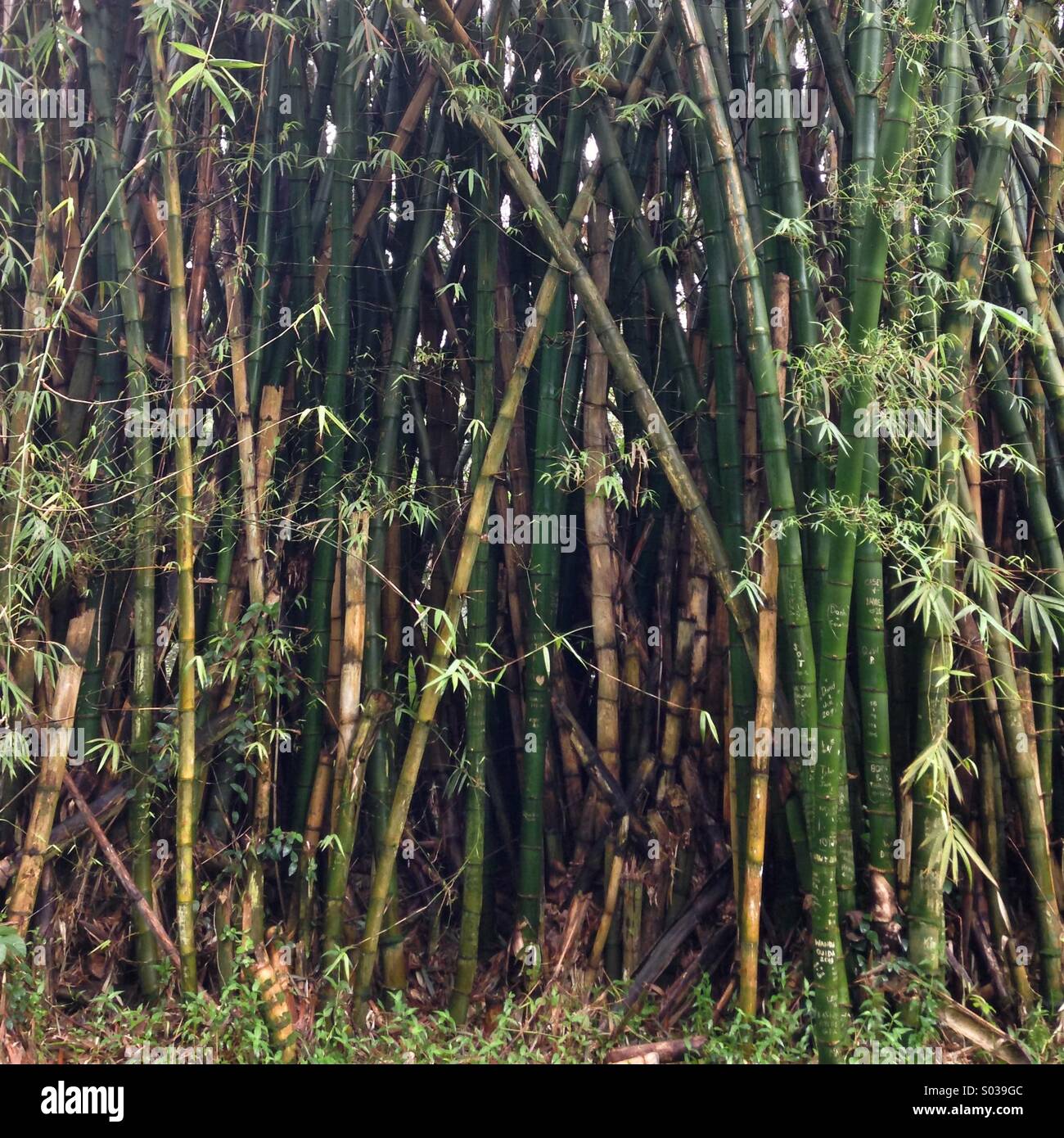 Bamboo forest on Oahu Hawaii Stock Photo - Alamy