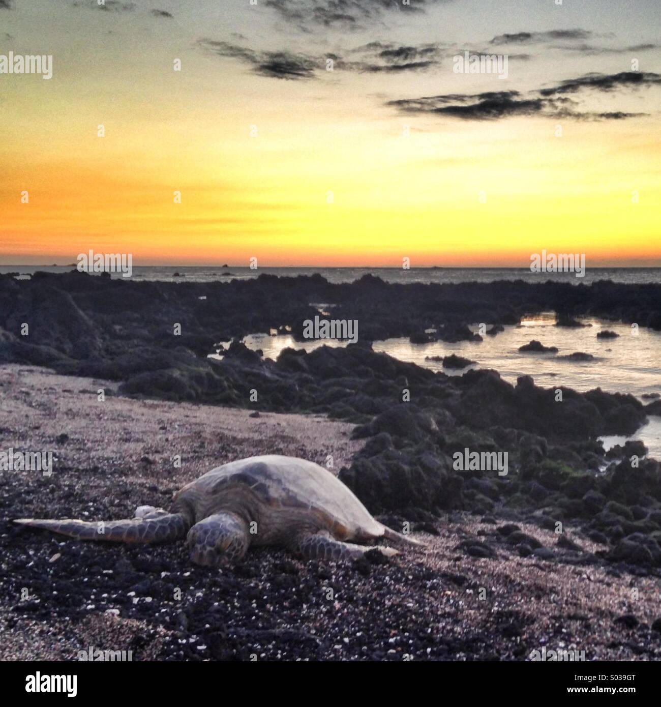 Oahu turtle hi-res stock photography and images - Alamy