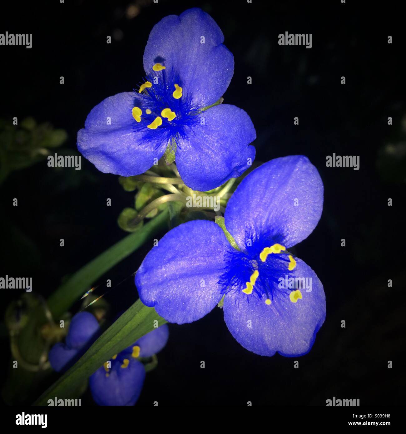 Spiderwort growing wild in Florida Stock Photo - Alamy