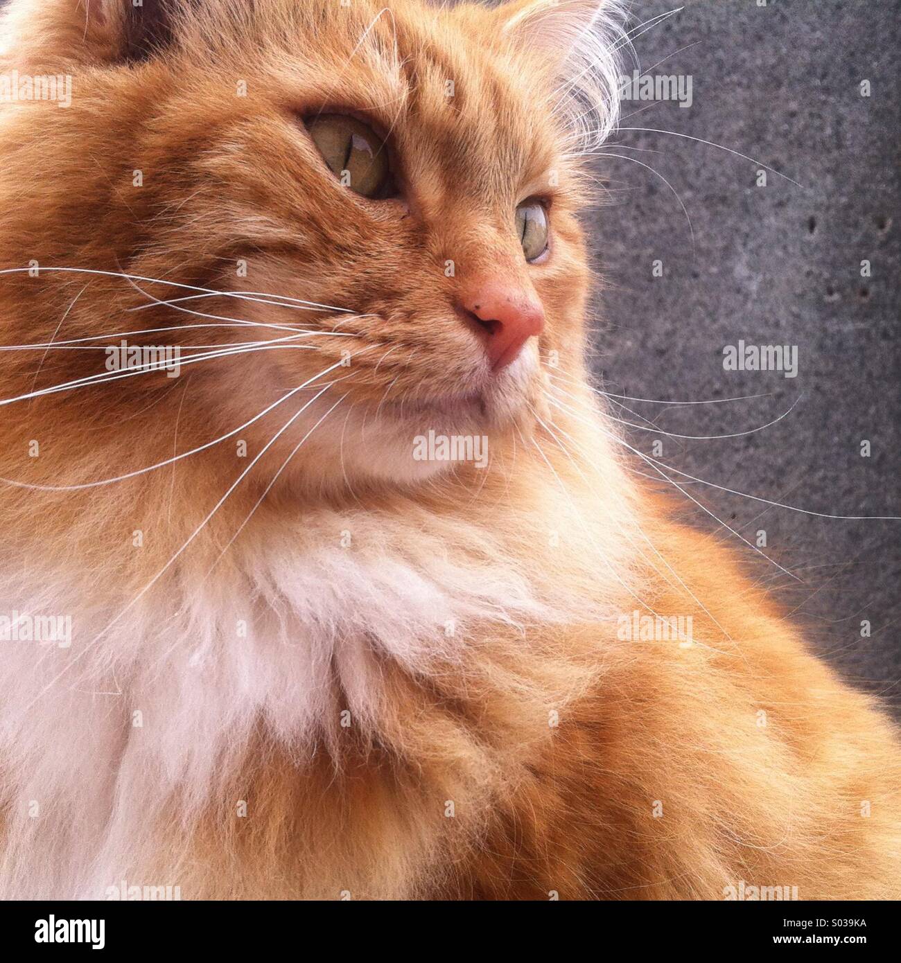 Long haired cat ginger hi-res stock photography and images - Alamy