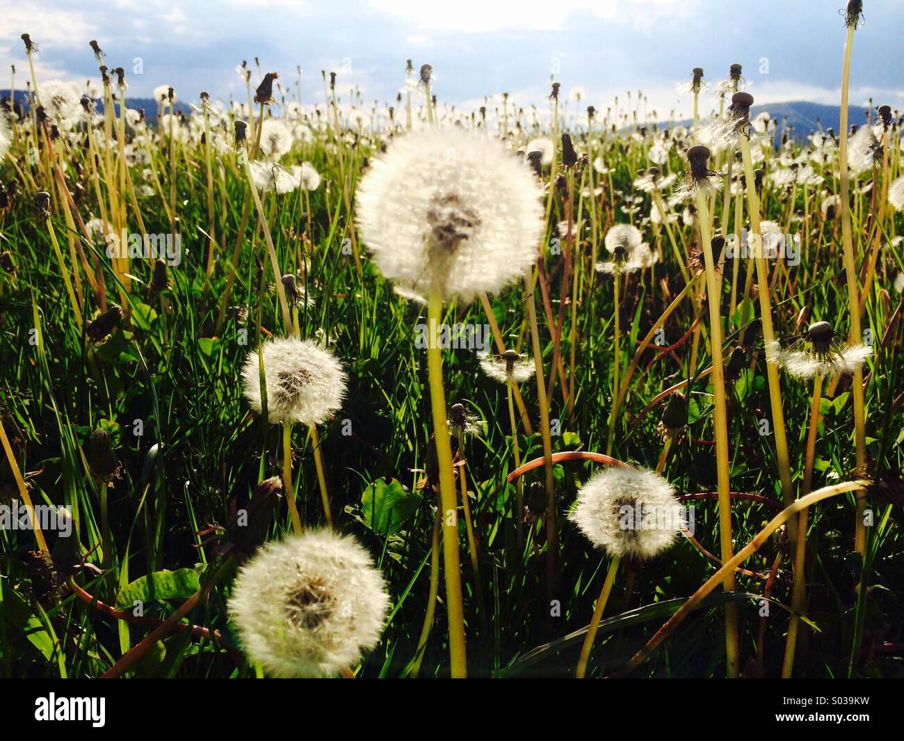 Dandelion field hi-res stock photography and images - Alamy