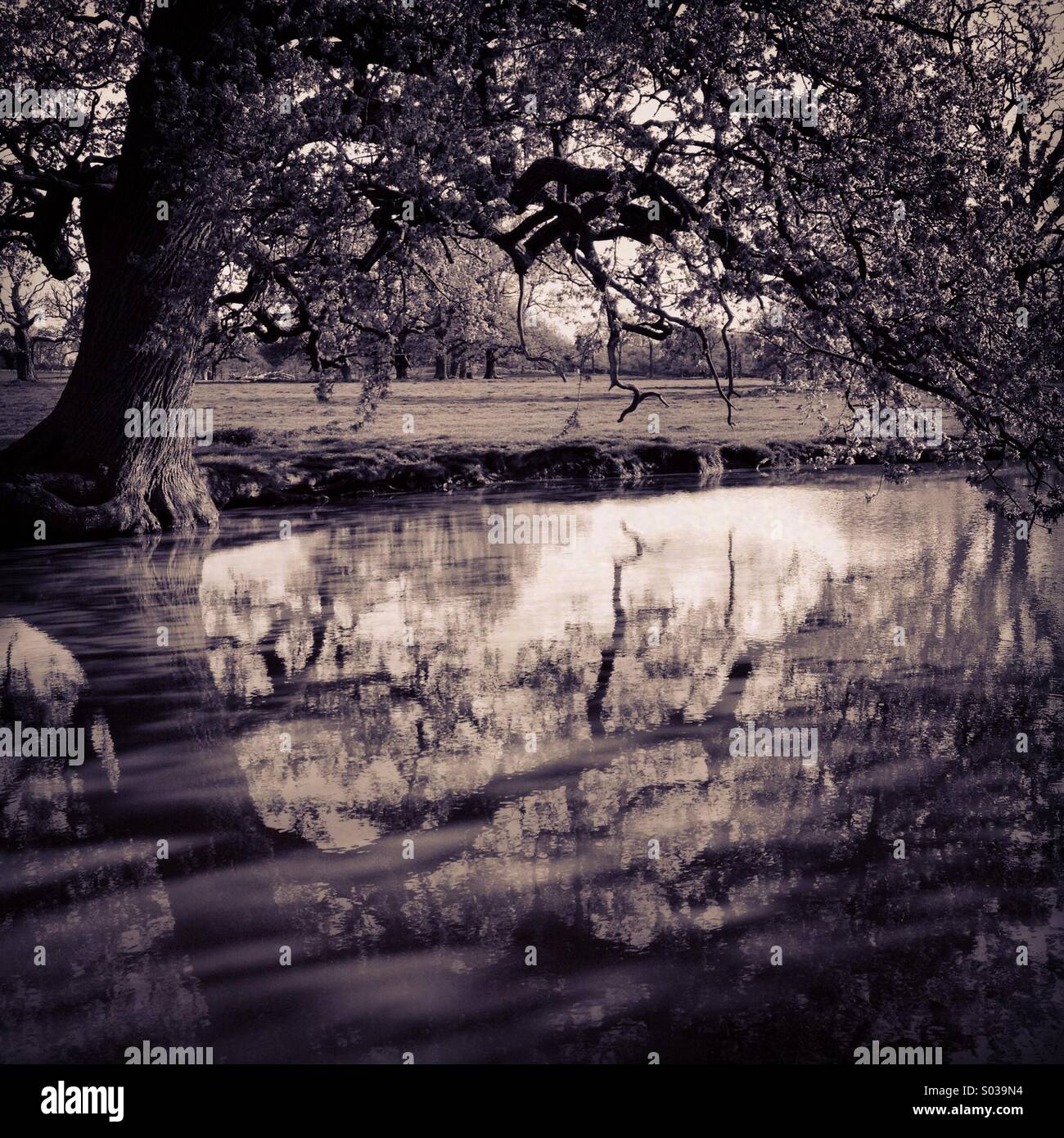 Oak tree reflections Stock Photo - Alamy