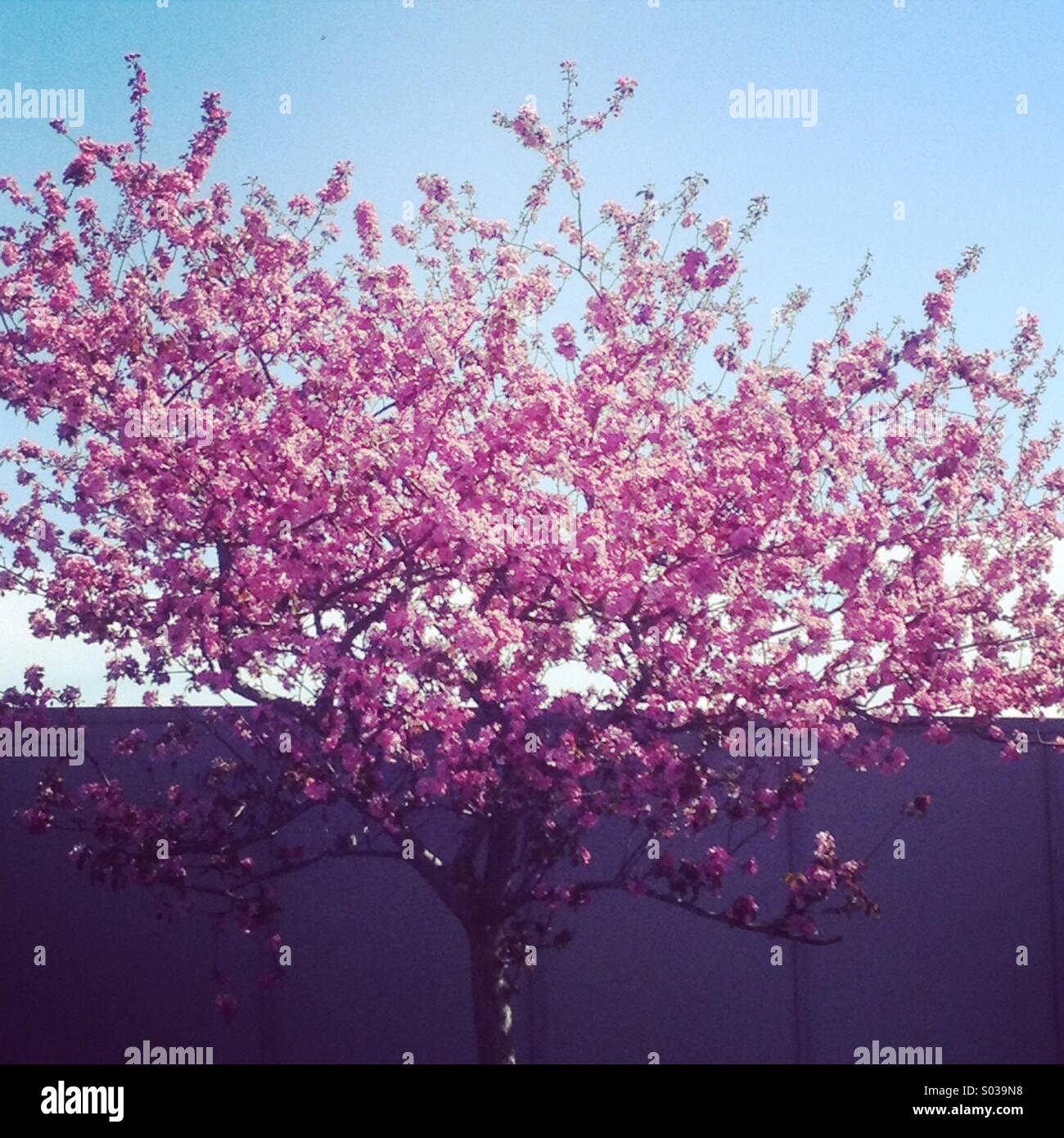 A blossom tree in full bloom against an industrial fence Stock Photo ...