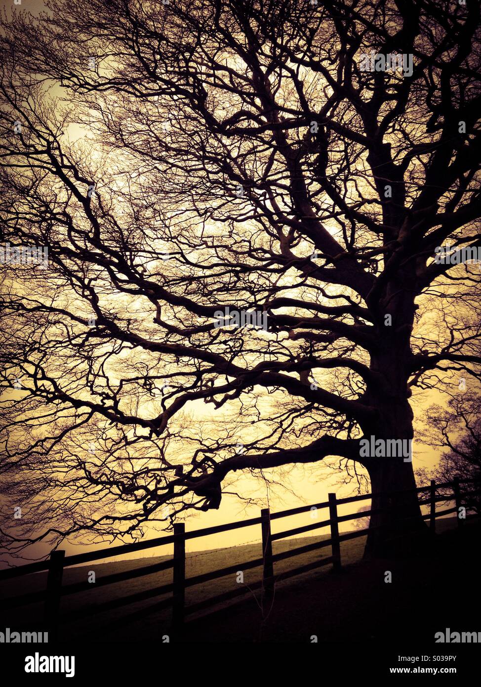 Beech tree sunset, England, UK Stock Photo - Alamy