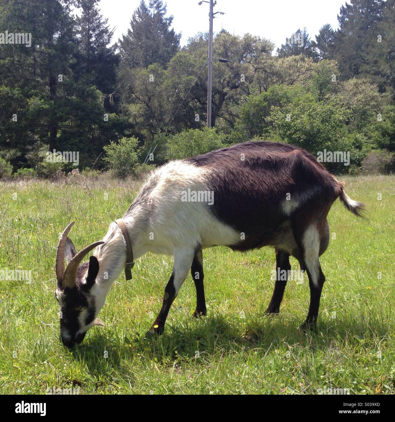 Grazing grass horns hi-res stock photography and images - Alamy