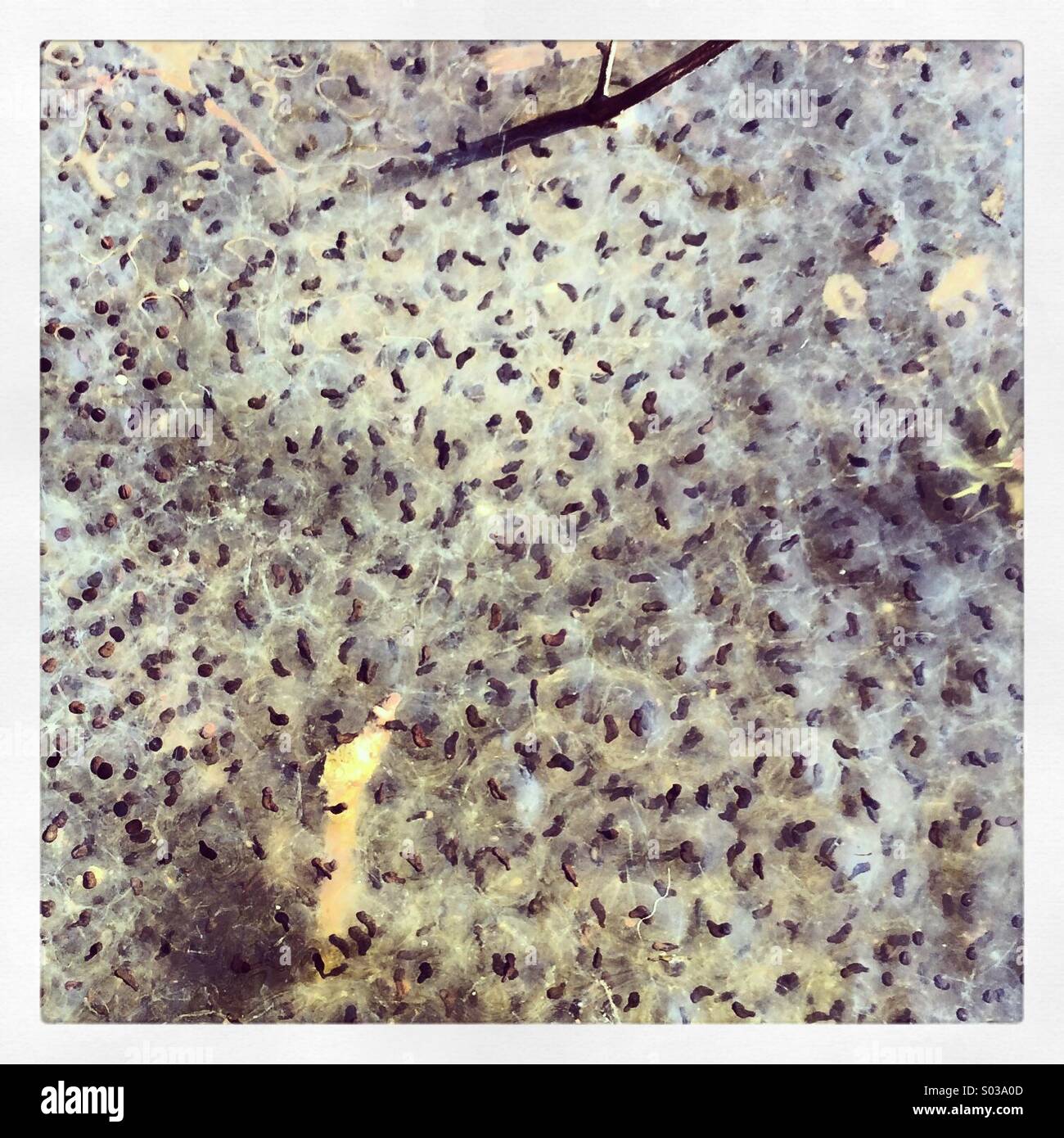 Frogspawn and tadpoles hi-res stock photography and images - Alamy