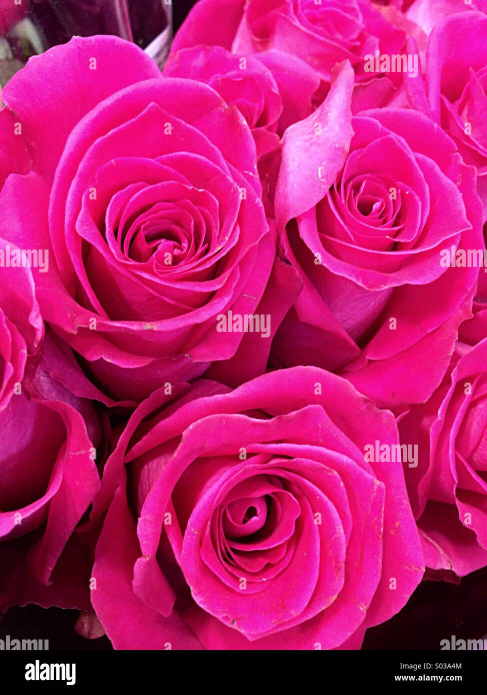 Bunch Of Pink Rose