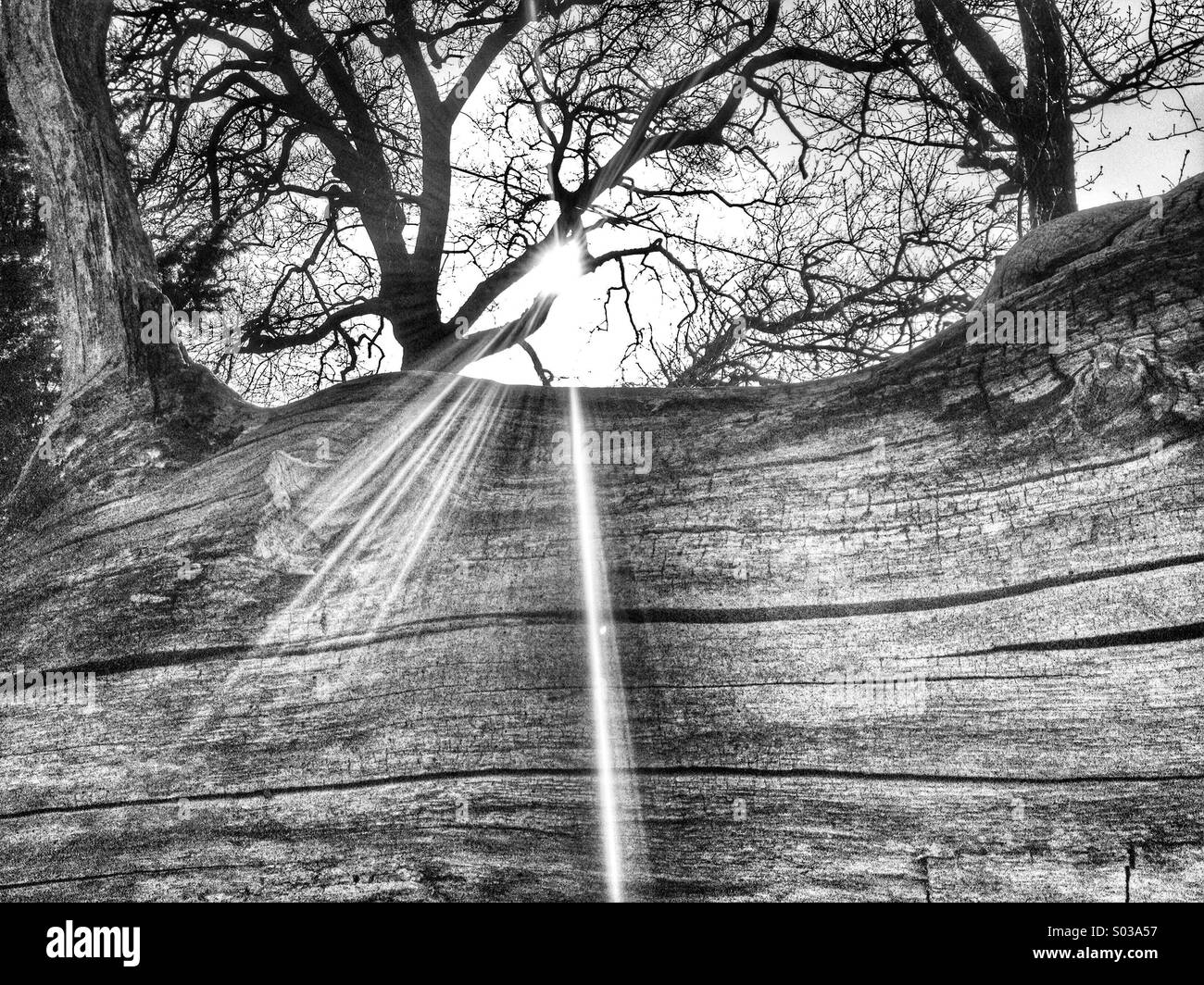 Sun and tree Black and White Stock Photos & Images - Alamy