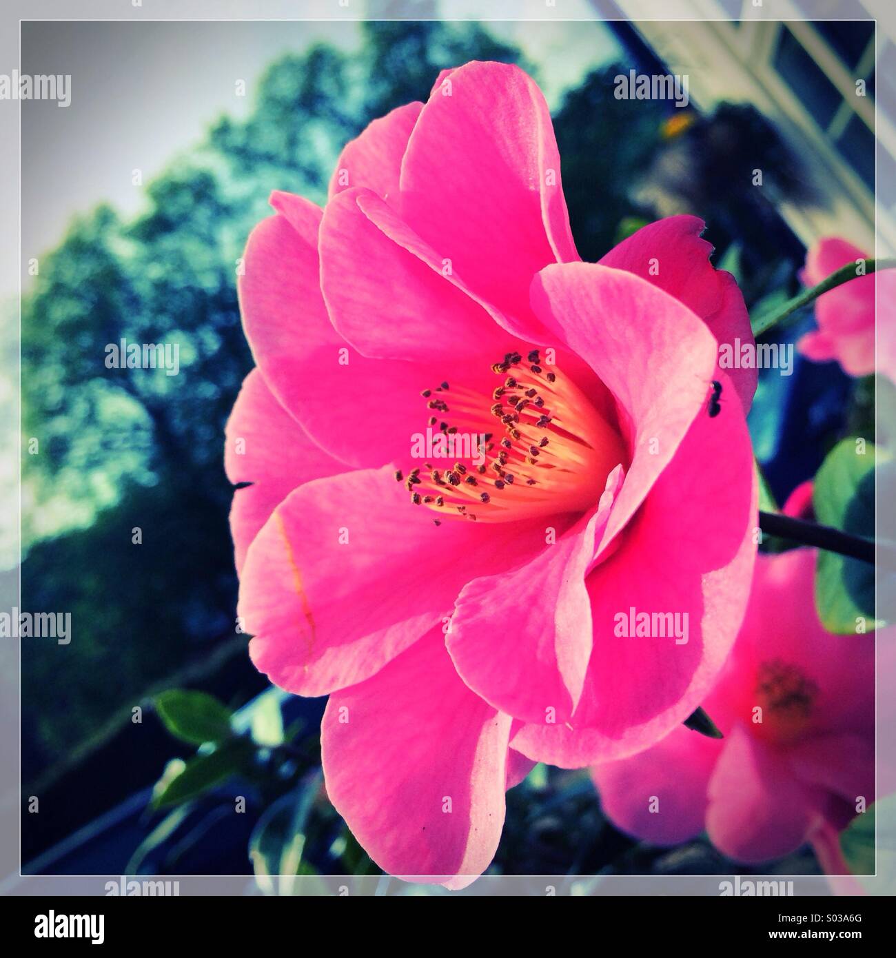 Pink Camellia flower Stock Photo - Alamy
