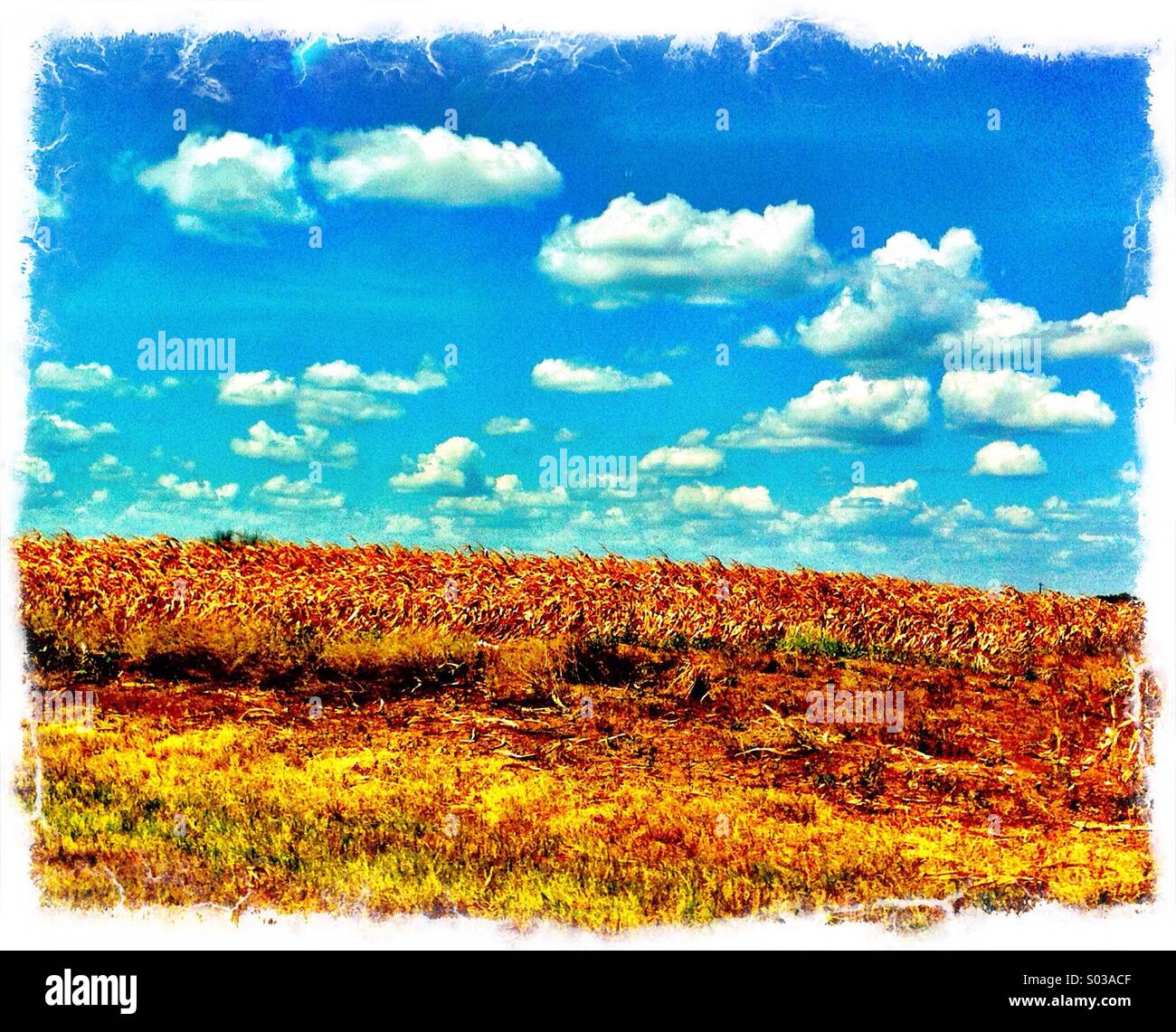 Drought Damage In Texas Stock Photo Alamy drought-damage-in-texas-stock-photo-alamy