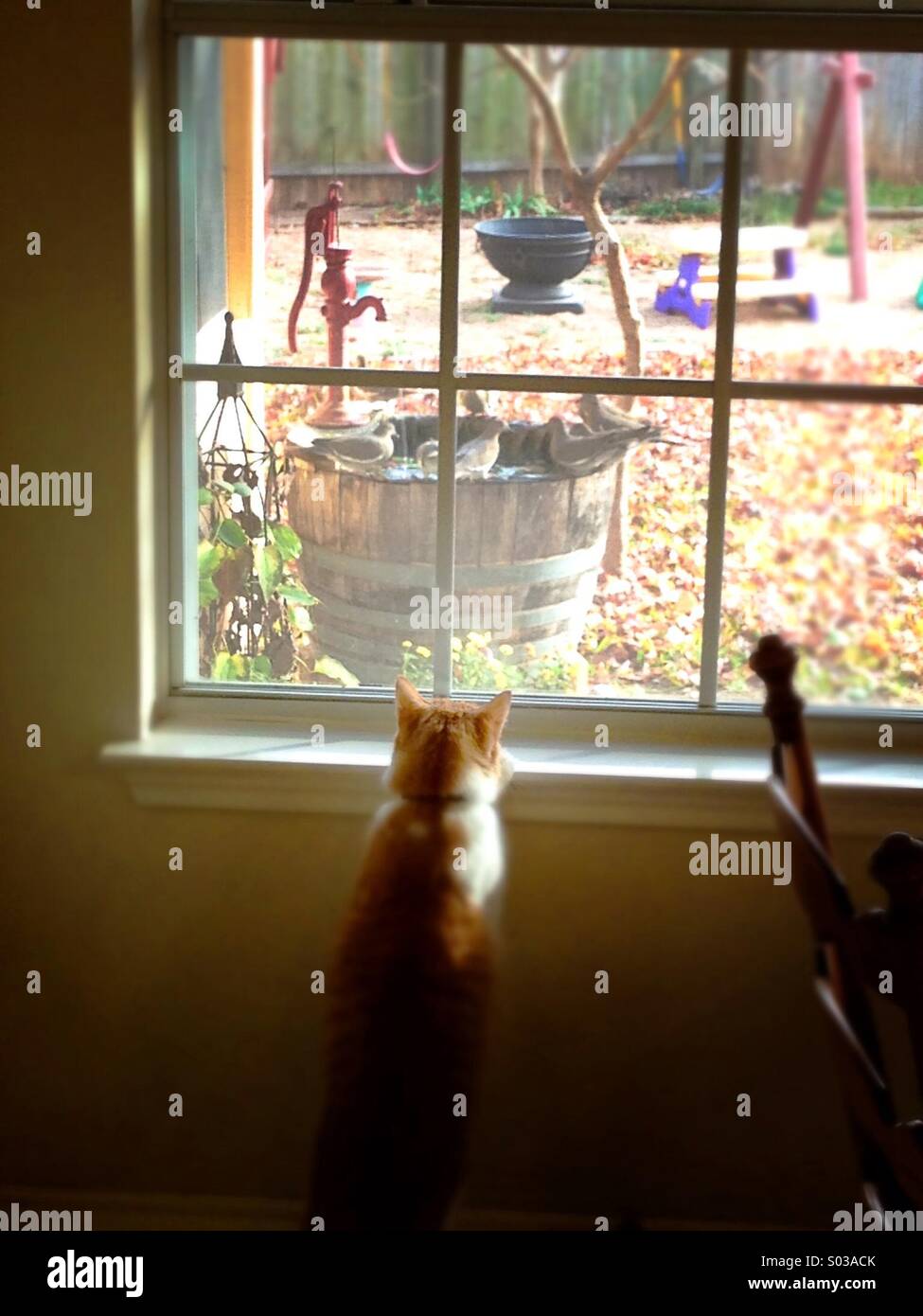Kitty watching birds Stock Photo - Alamy