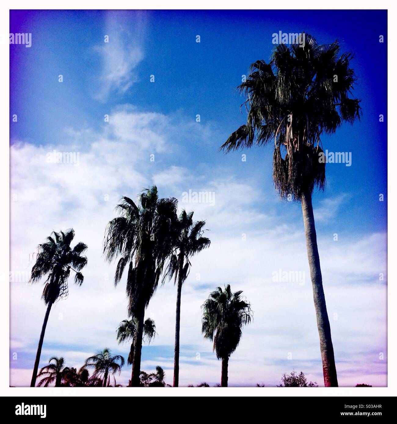 Palm trees sunny day hi-res stock photography and images - Alamy