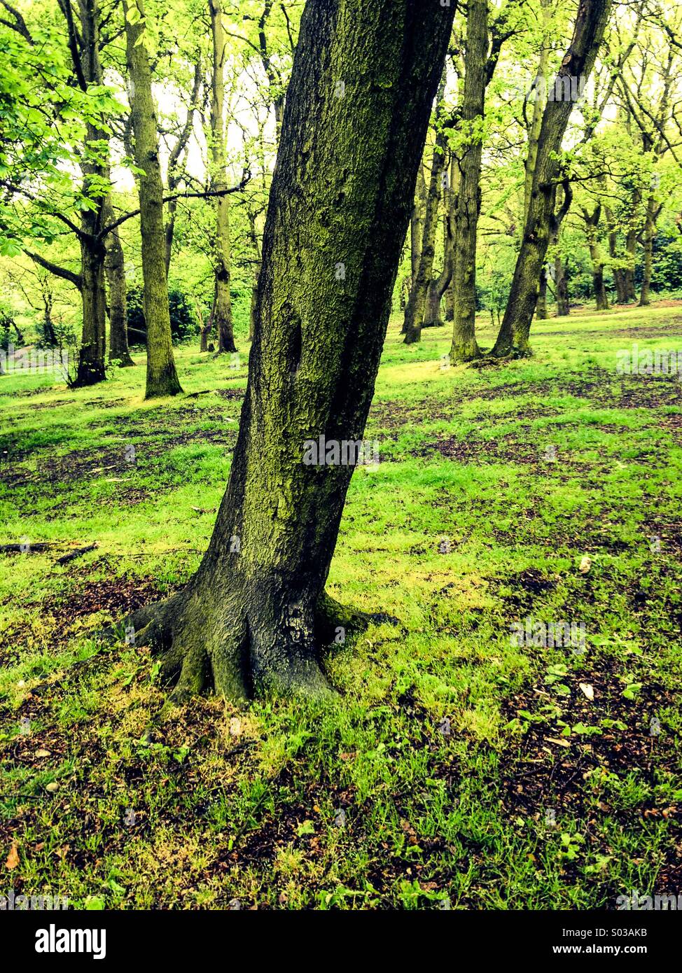 Tree to lean hi-res stock photography and images - Alamy