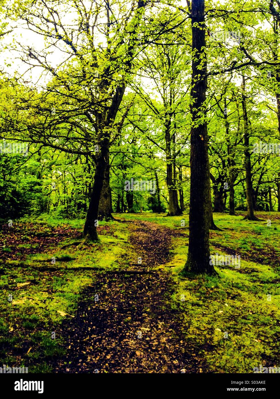 Path with greenery hi-res stock photography and images - Alamy