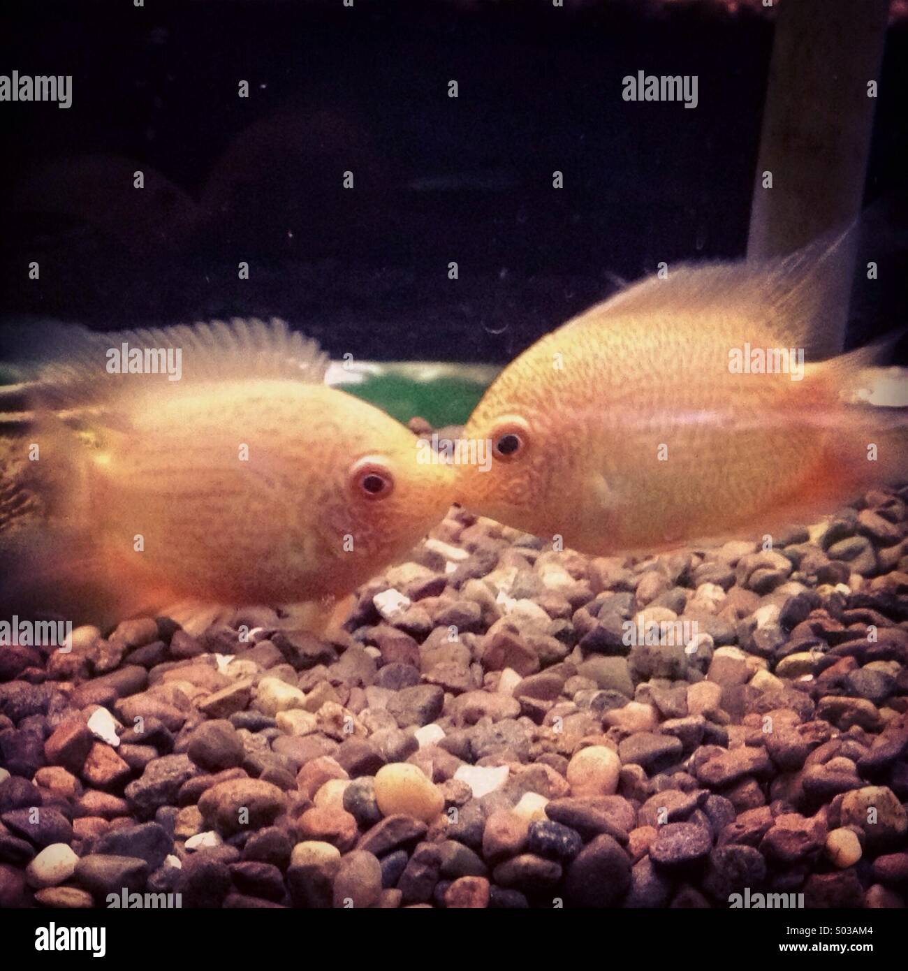 Two Fish Kissing