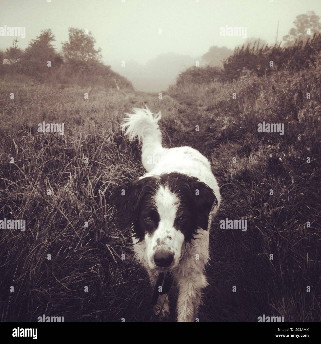 Collie spaniel cross hi-res stock photography and images - Alamy