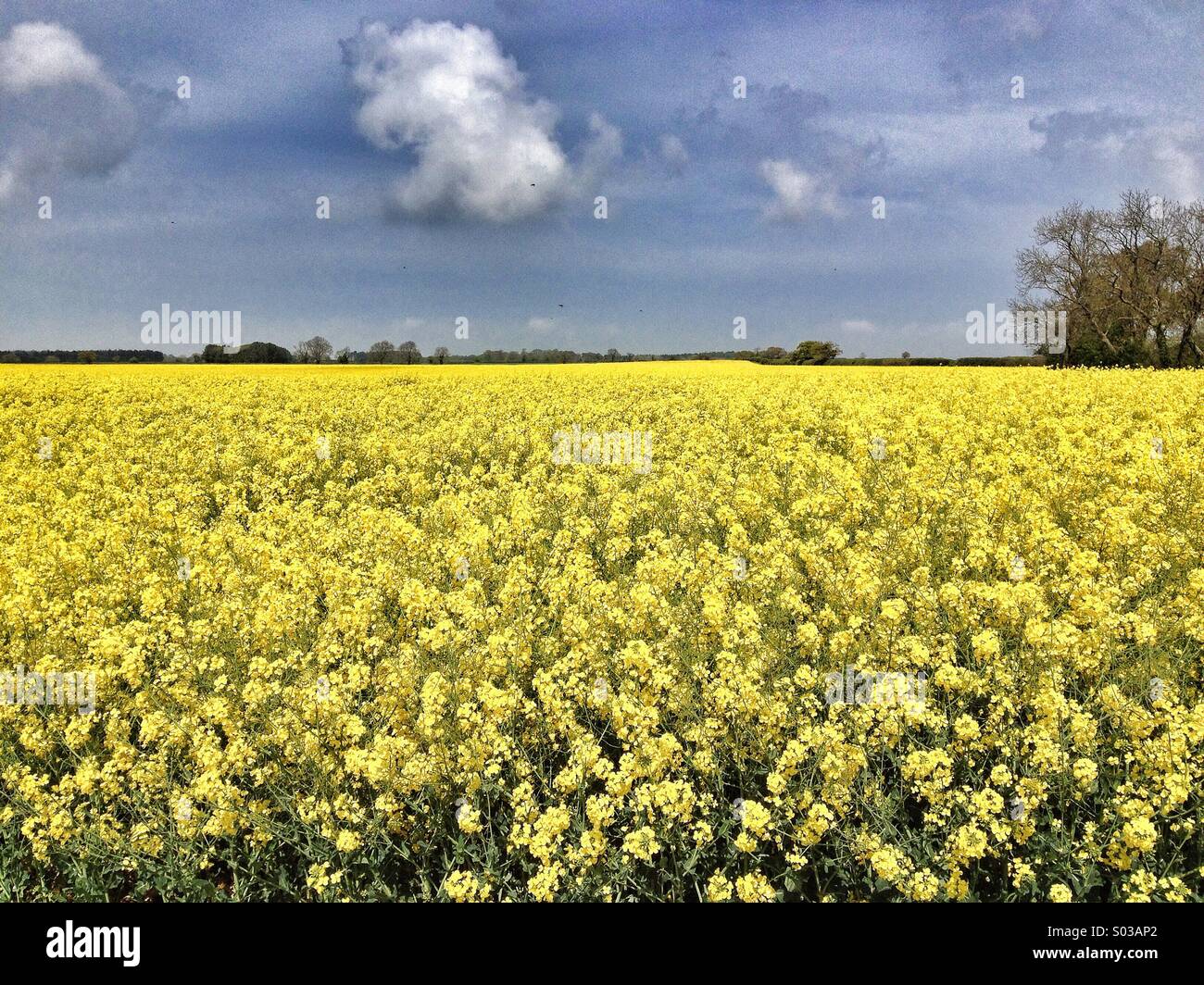 Yellow flowering crop hi-res stock photography and images - Alamy