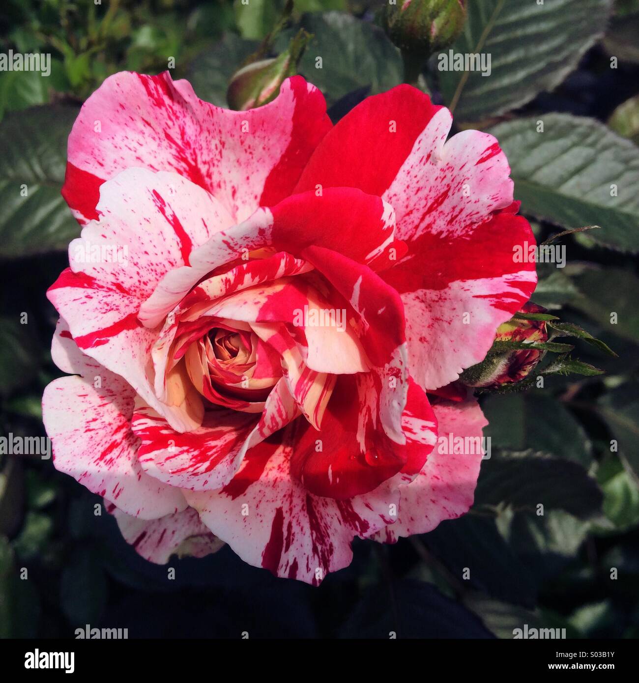 Red and white rose Stock Photo - Alamy