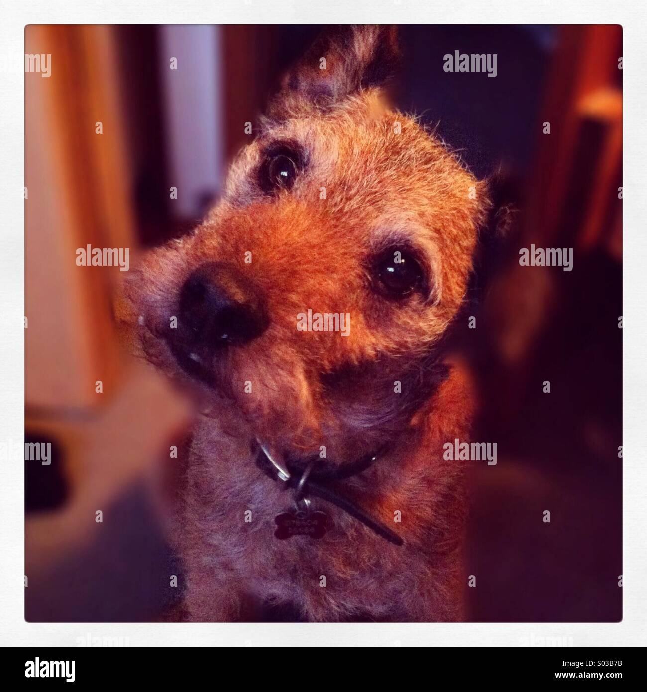 Terrier dog with questioning look as if trying to understand Stock ...