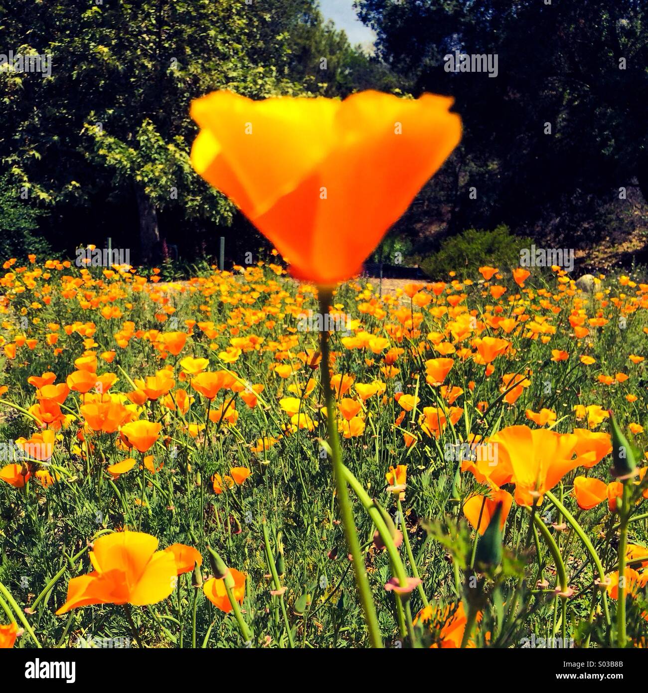 Poppy Flower Above High Resolution Stock Photography and Images - Alamy