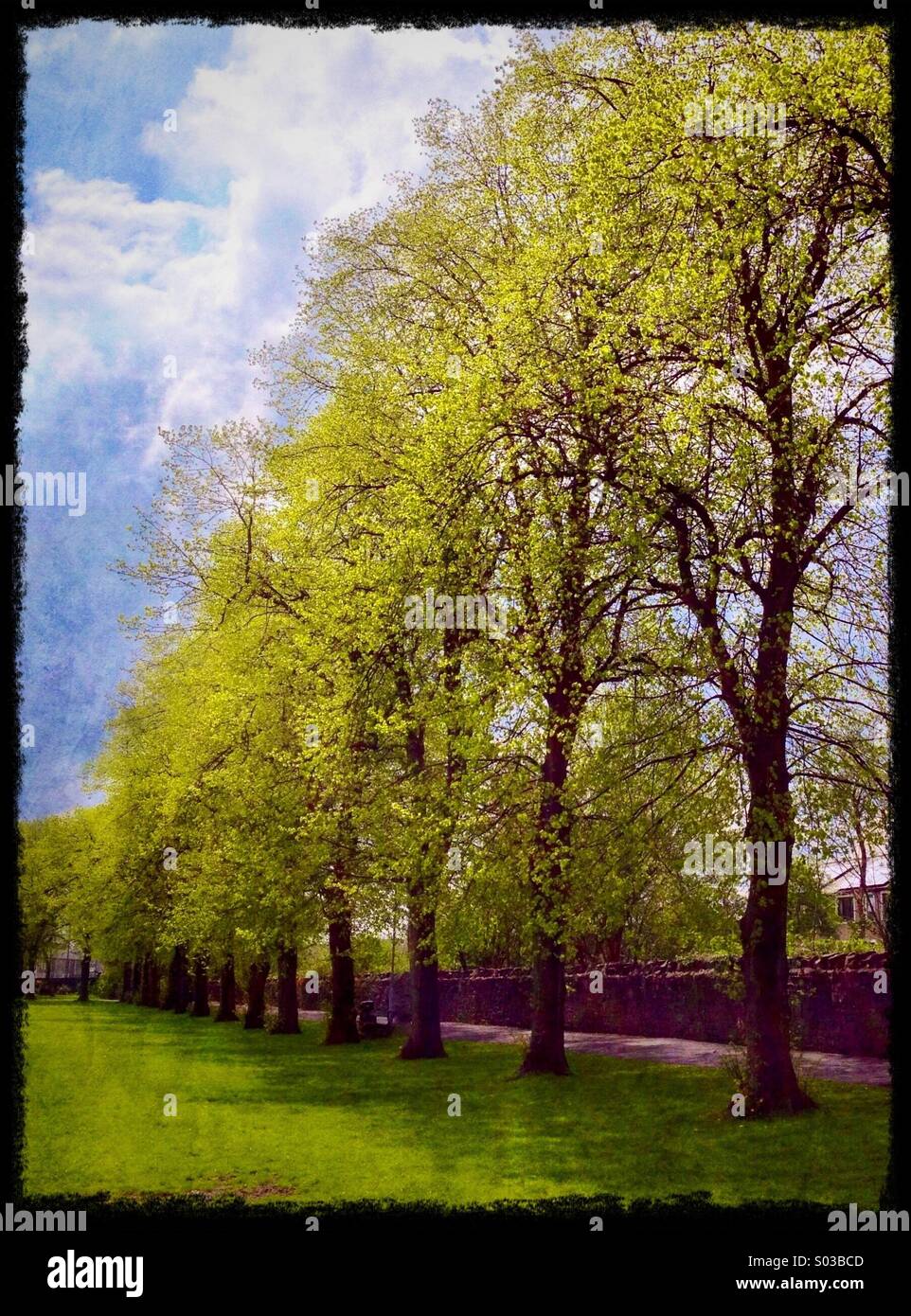 Avenue of trees in Clitheroe Castle Park Stock Photo - Alamy