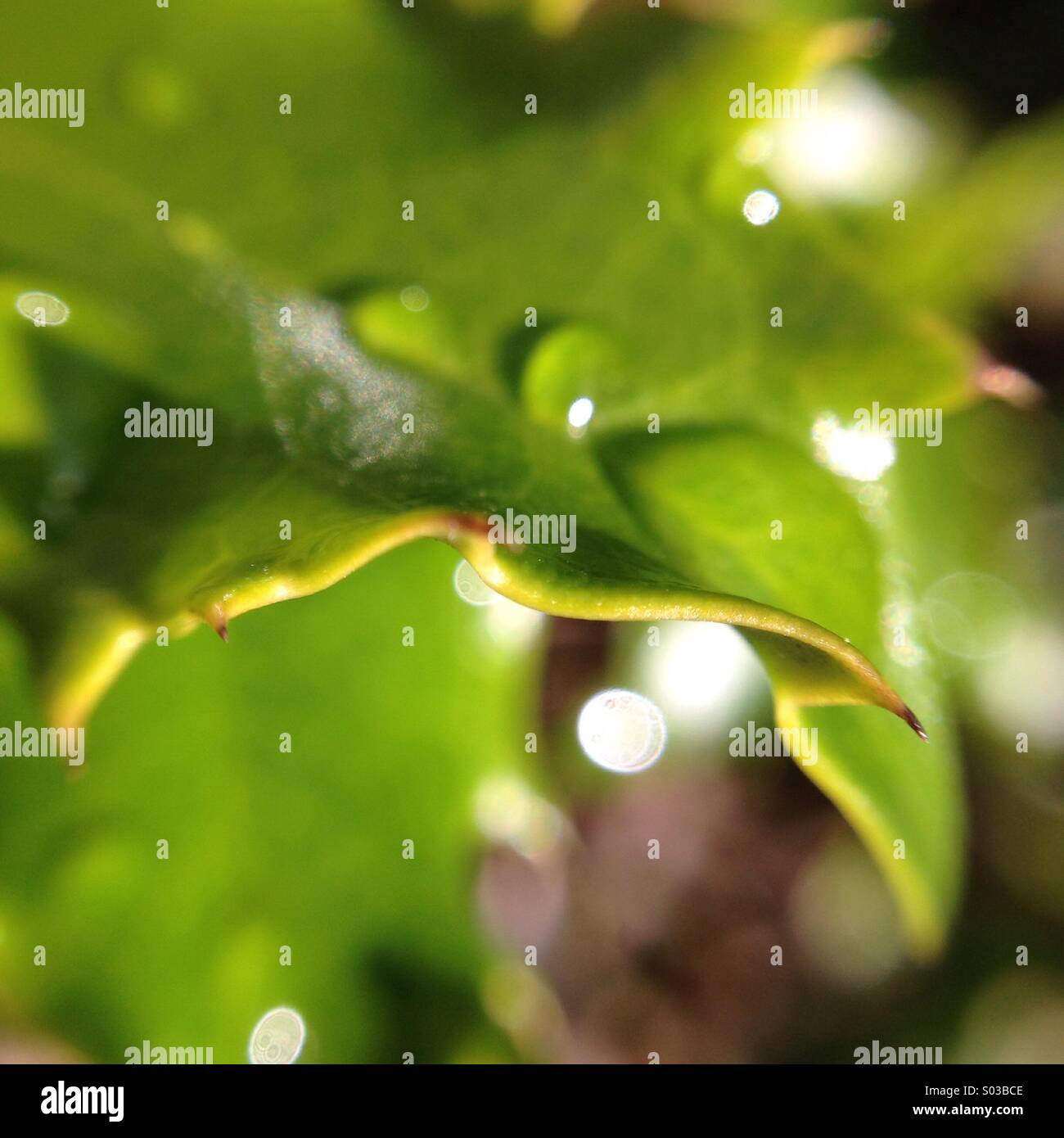 Leaf edge macro Stock Photo - Alamy