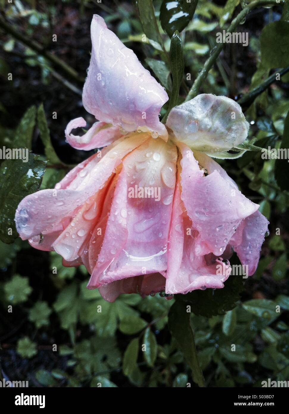 Rose rain hi-res stock photography and images - Alamy
