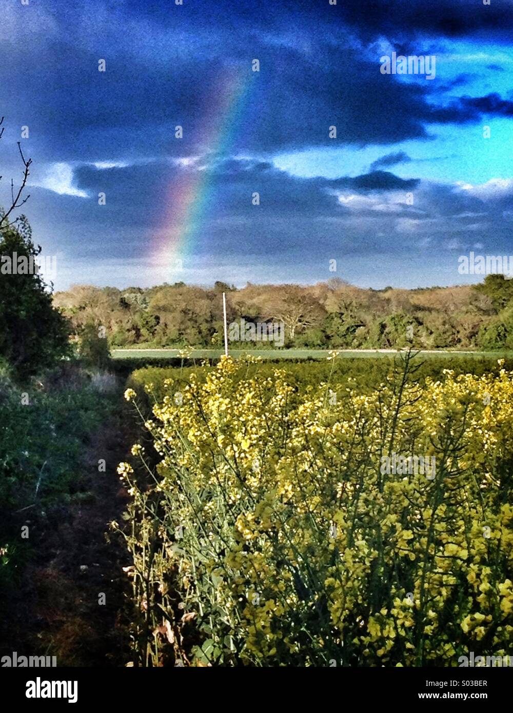 Golden field at the rainbow's end Stock Photo - Alamy