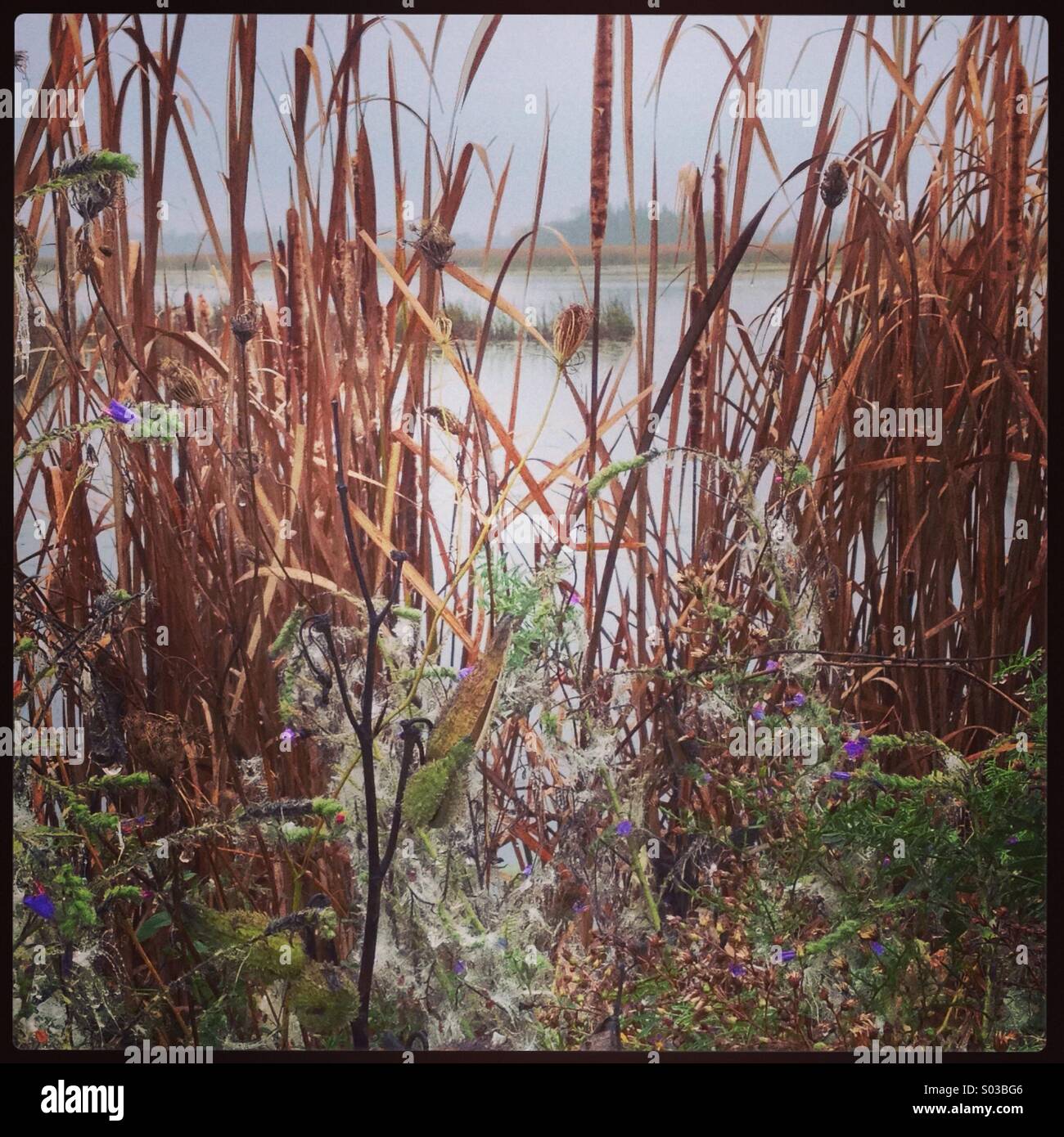 Marsh plants hi-res stock photography and images - Alamy