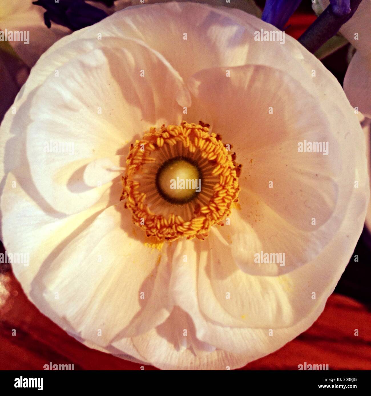 A circular flower Stock Photo - Alamy
