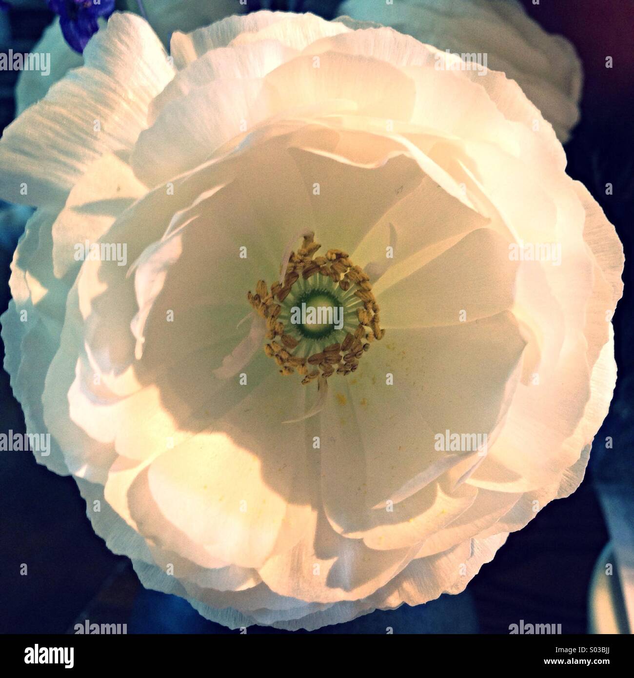 Peony white flower hi-res stock photography and images - Alamy