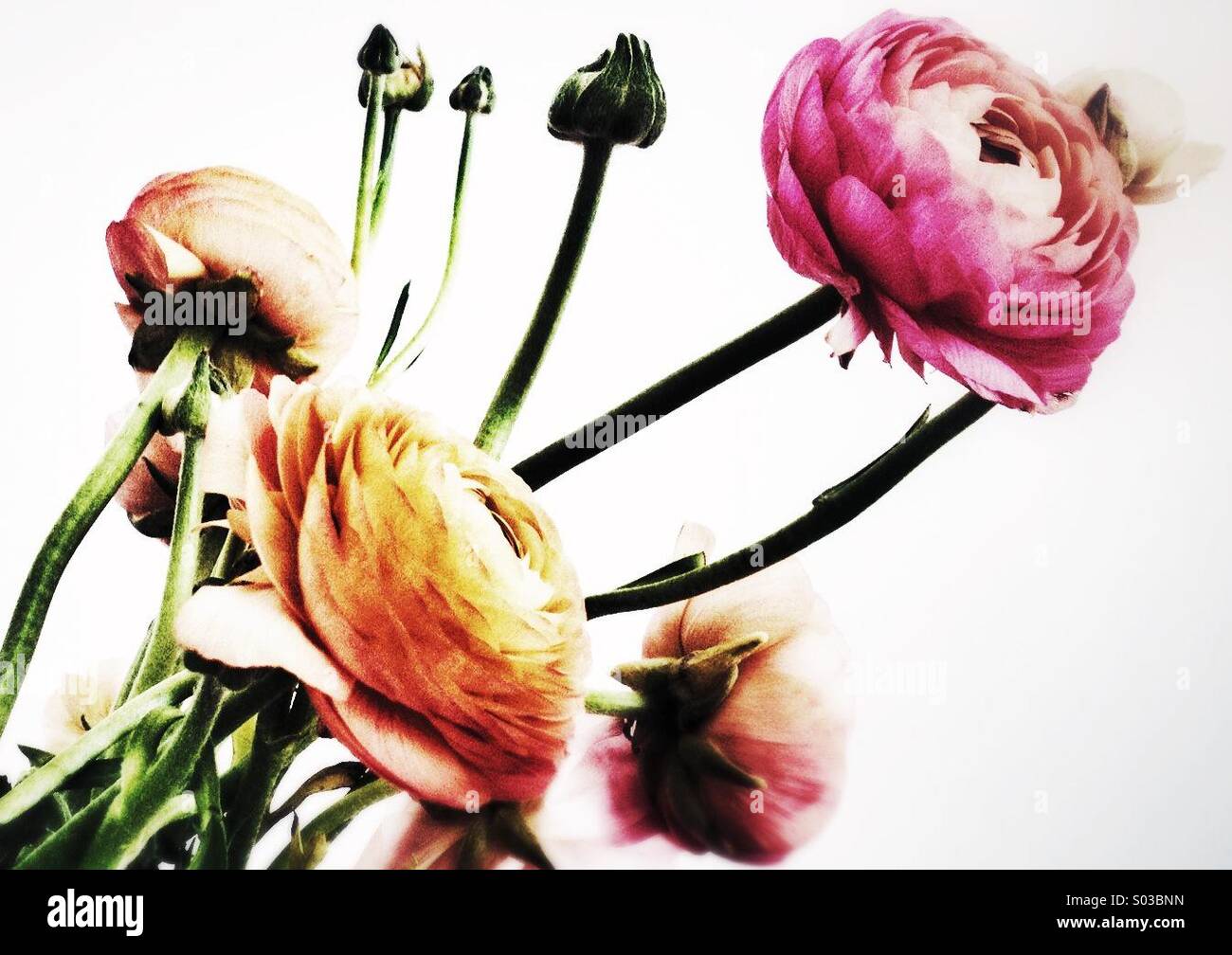 Lovely colour hi-res stock photography and images - Alamy