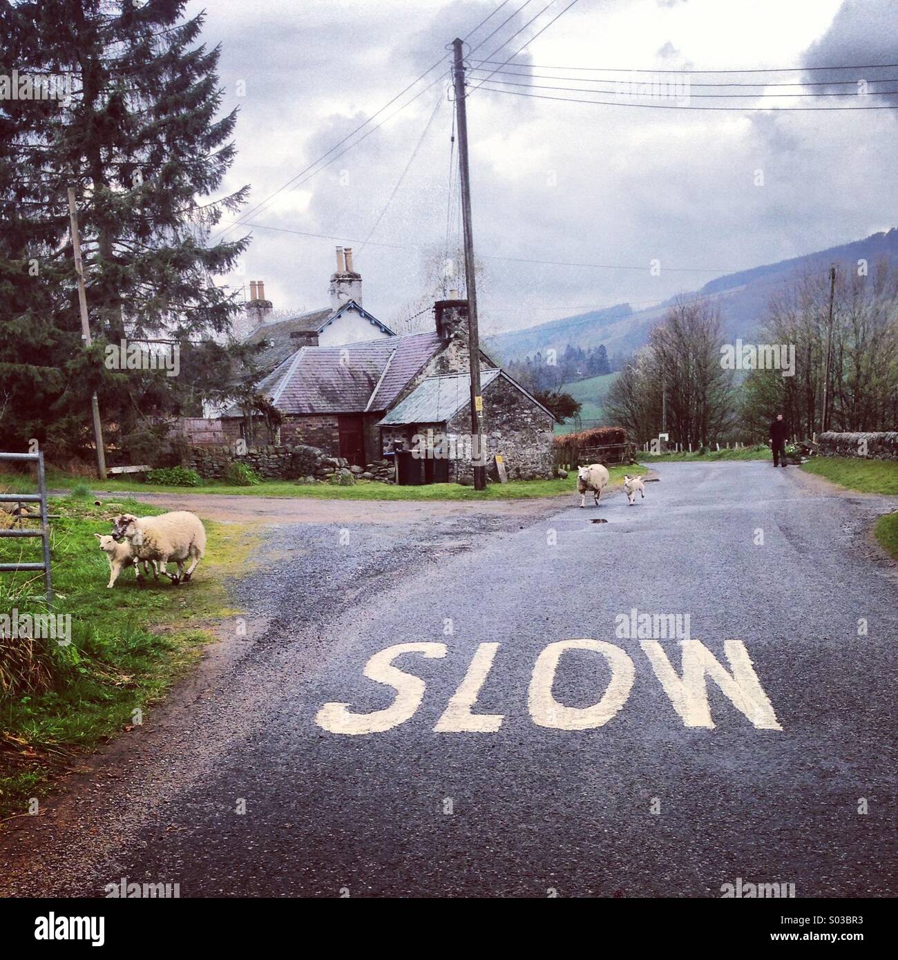 Sheep crossing sign hi-res stock photography and images - Alamy