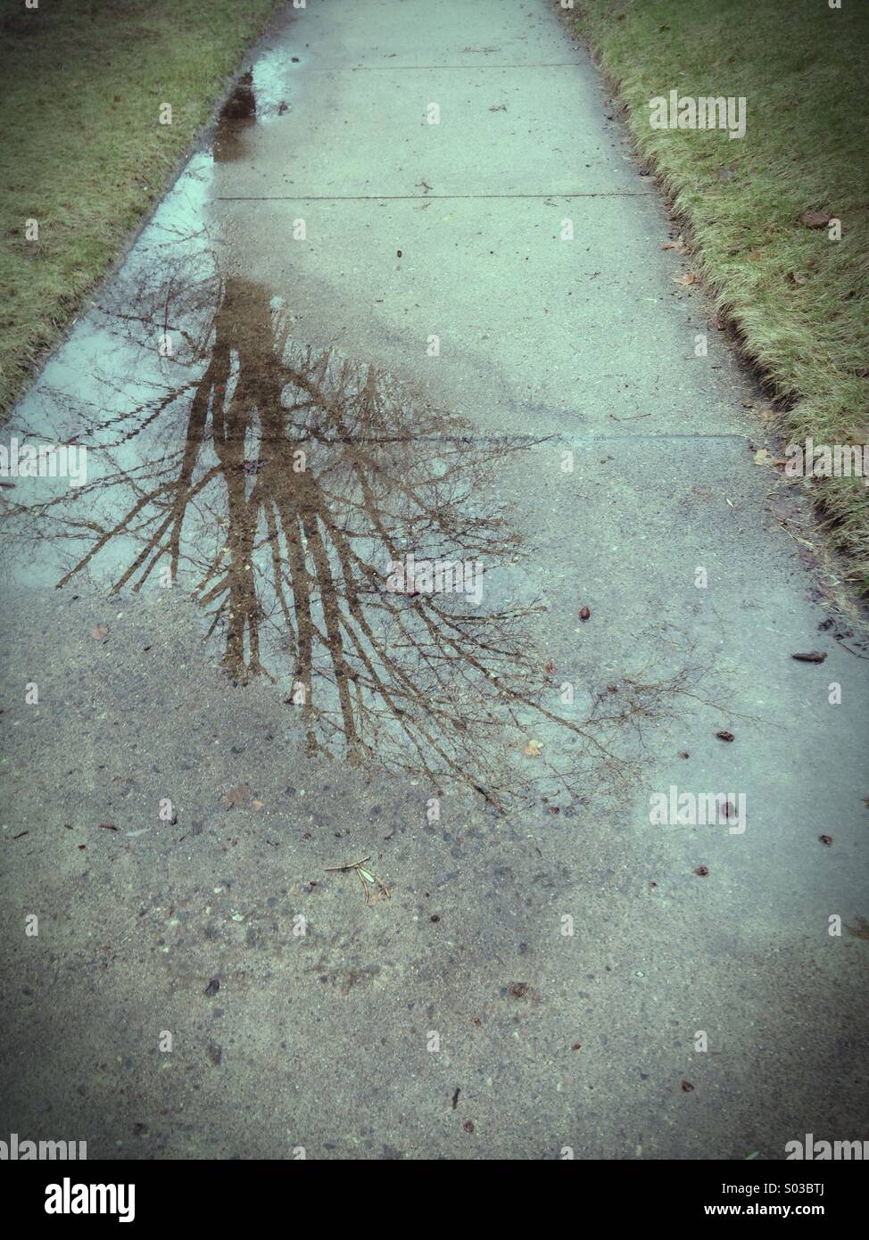 Tree on a puddle hi-res stock photography and images - Alamy