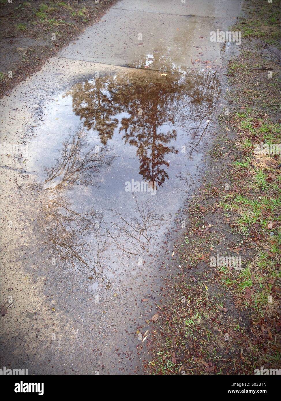 Rain puddle trees hi-res stock photography and images - Alamy