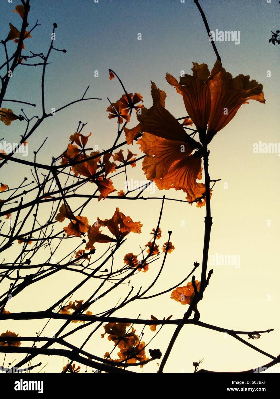 Trumpet shadow hi-res stock photography and images - Alamy