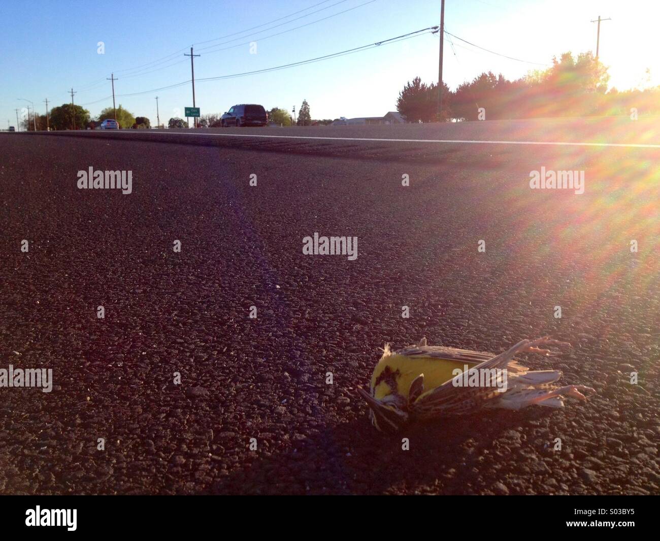 Wildlife roadkill hi-res stock photography and images - Alamy