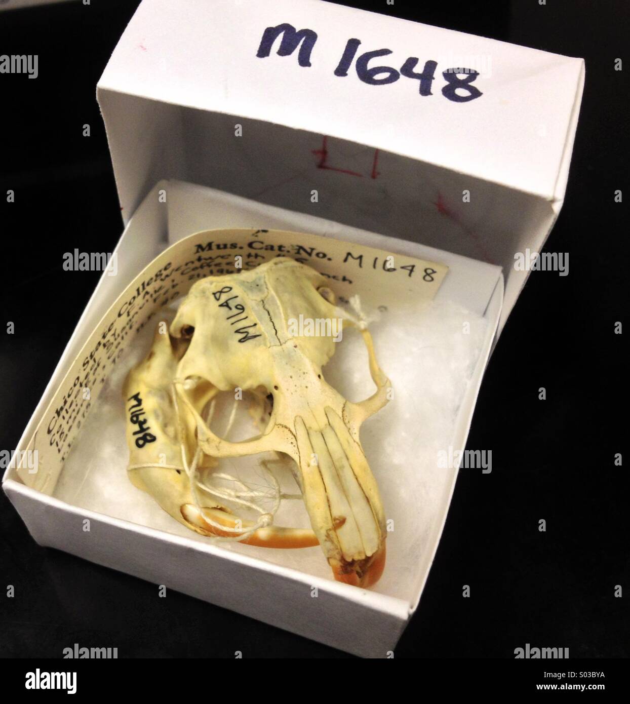 Specimen skull hi-res stock photography and images - Alamy