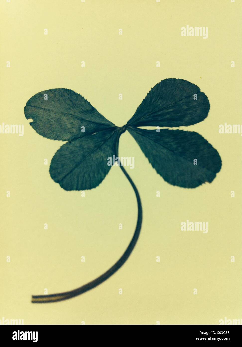 Good luck leaf hi-res stock photography and images - Alamy