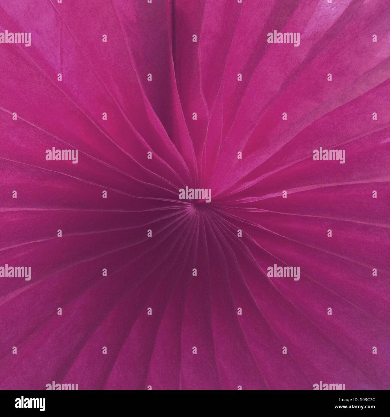 Capture of a fuchsia birthday decoration Stock Photo - Alamy