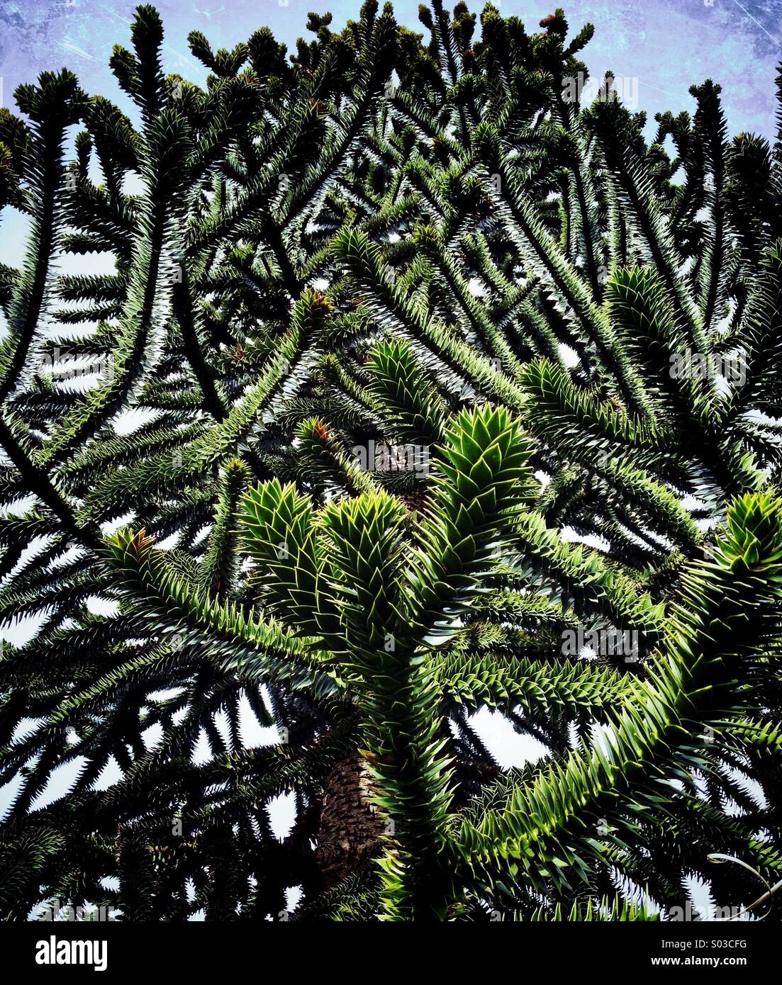 Detail of monkey puzzle tree Stock Photo - Alamy
