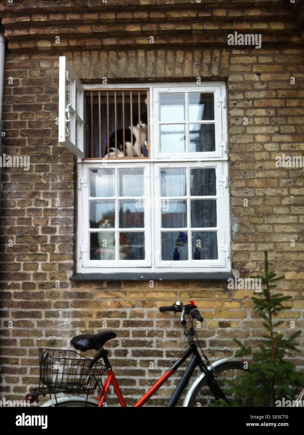 Cats in a window Stock Photo - Alamy