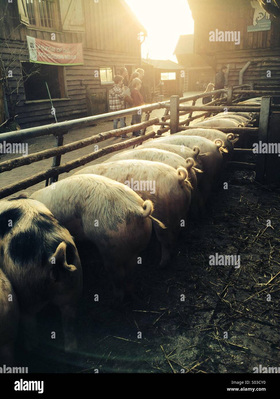 Pigtail farm hi-res stock photography and images - Alamy