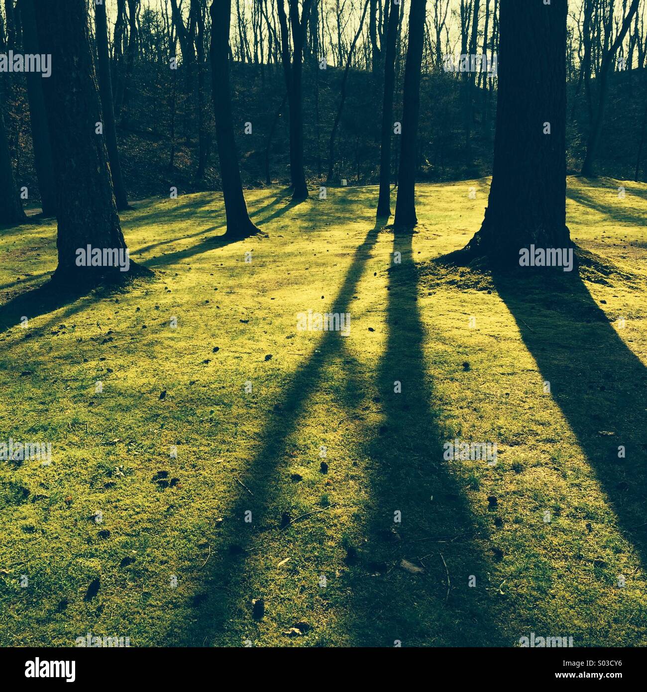 Trees and their shadows Stock Photo - Alamy
