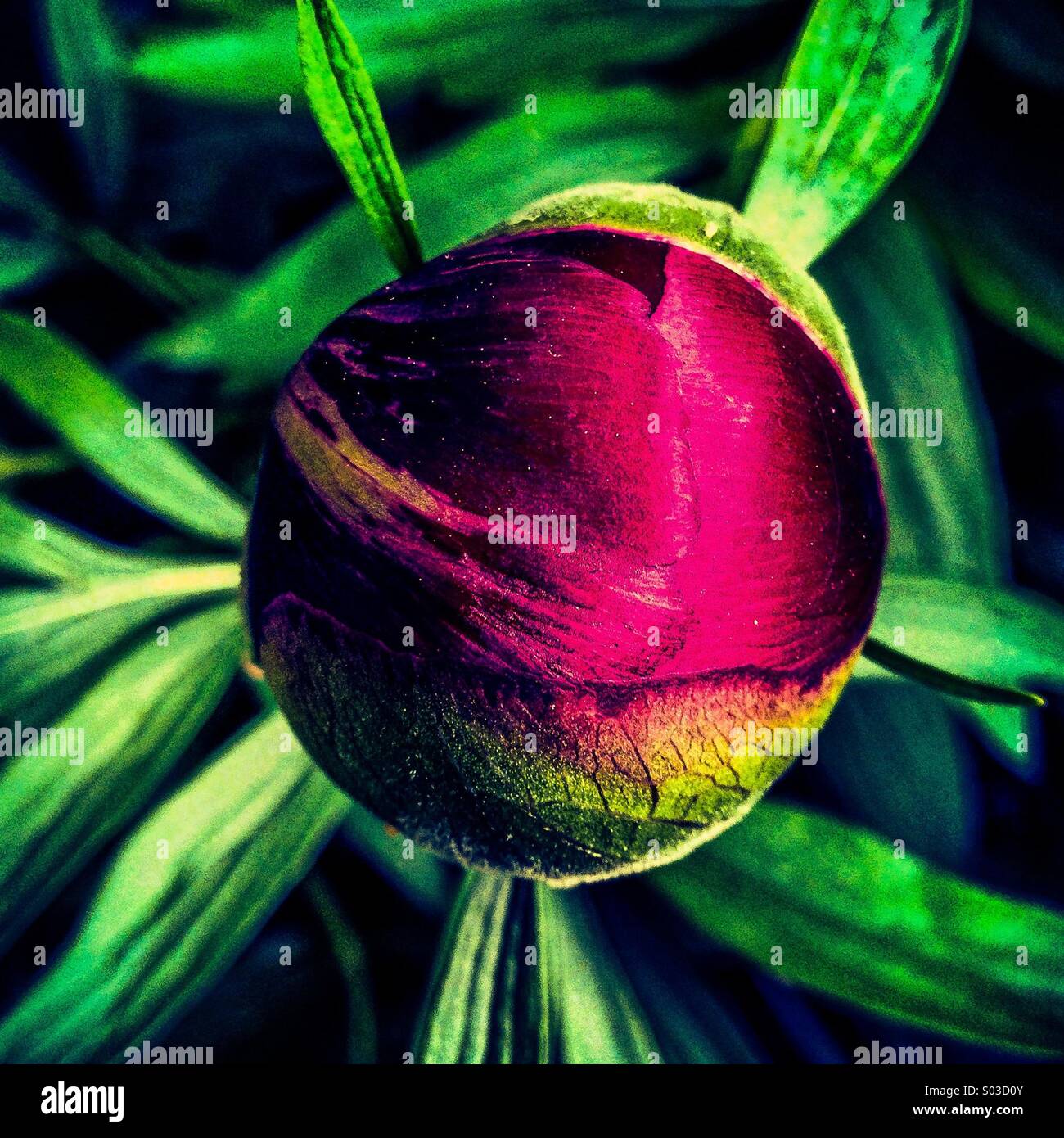 Overhead greenery hi-res stock photography and images - Alamy