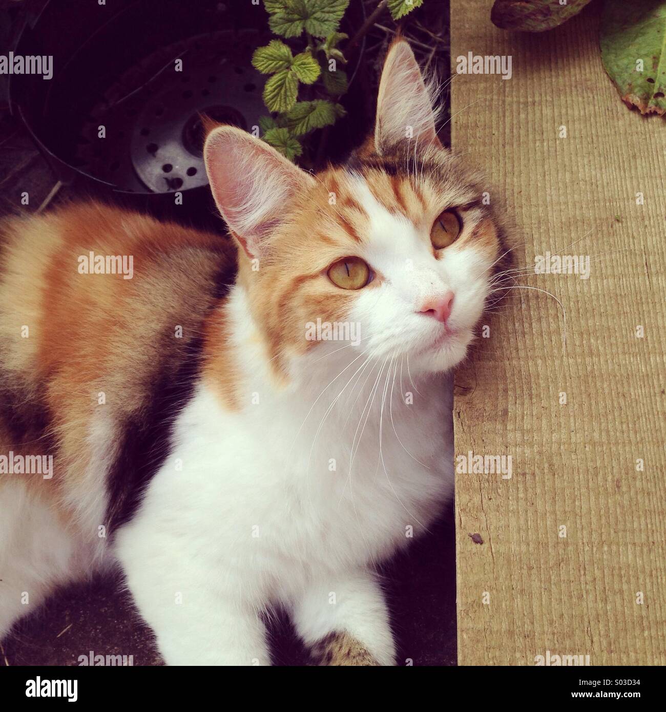 Female cat garden hi-res stock photography and images - Alamy